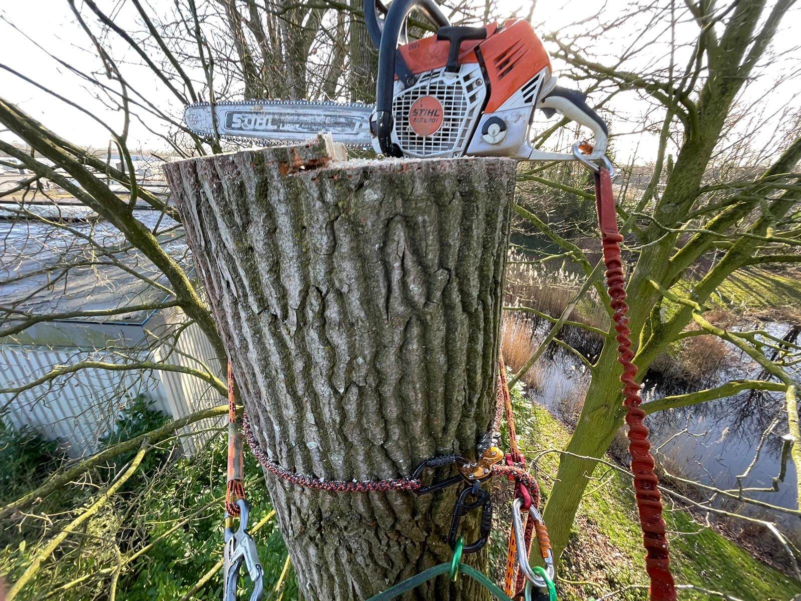 Bomen laten rooien - Totaalboom Brabant